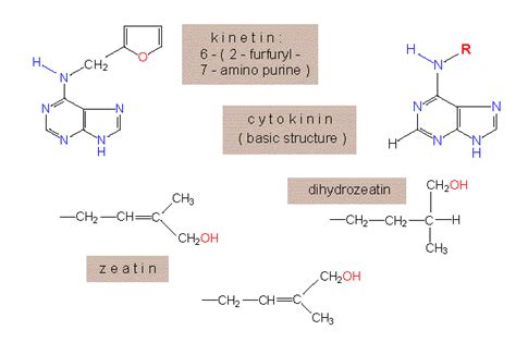 Lon Capa Botany Online Plant Hormones Phytohormones Cytokinins