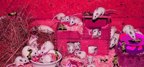 Cat And Mouse Domestic Funny - Free photo on Pixabay