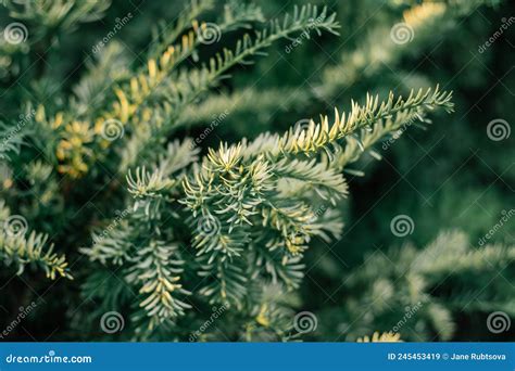 紫莓常绿植物 细短灰绿针 曼地亚红豆杉背景部分模糊图像 库存图片 图片 包括有 森林 种植园 245453419