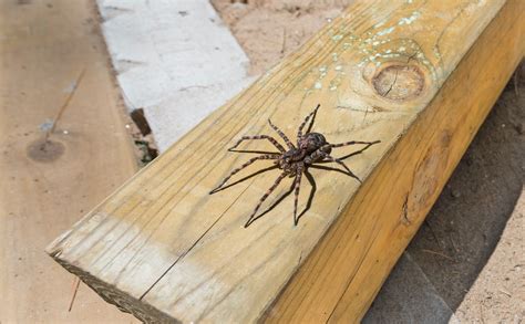 10 Facts On Your Friend The Dock Spider Faces Magazine