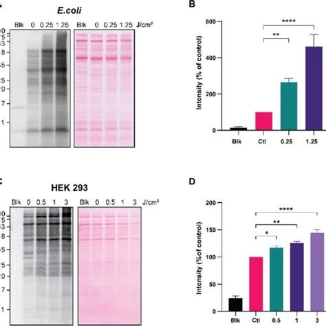 Characterization Of Oxime Blot Derivatization Reaction And Detection Of