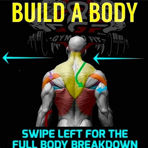 Gofitnp Full Body Workout Chart With Muscle Anatomy