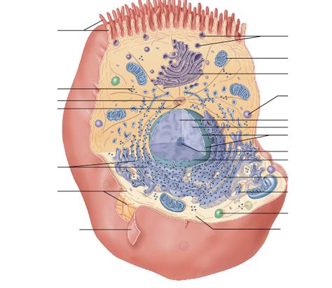 Anatomy Cell Diagram Diagram Quizlet