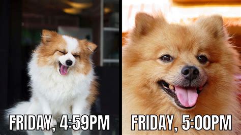10 Funny Pomeranian Memes That Totally Get The Brief Drama Included