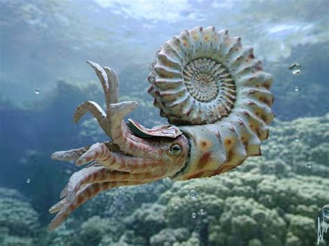 Ordovician Cephalopod