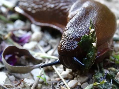 Facts About Slugs Growing Guides