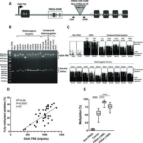 Detection Of Heterozygous Gaa Tre By Fxn Dna Methylation A The Fxn Download Scientific