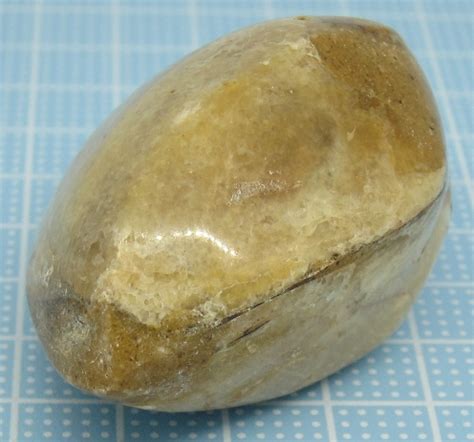 Fossil Id Bivalve Fossil ID The Fossil Forum