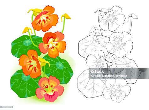 색칠을 위한 다채롭고 흑백 템플릿입니다 여름 정원에서 한련화 꽃의 그림입니다 아름다운 인사말 카드를 그립니다 어린이와 성인을 위한 색칠 공부 플랫 벡터 한련에 대한 스톡