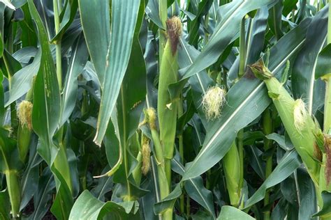 Corn Prices Touch A Nearly 4 Year Low Then Rise As Usda Lifts Demand