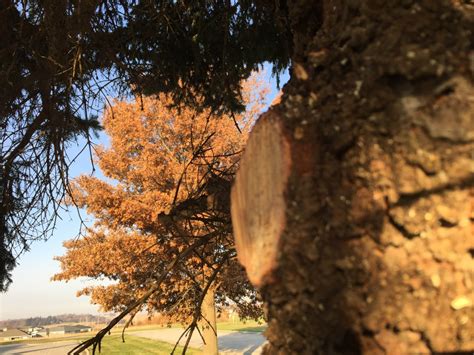 Why And When You Should Remove Tree Limbs Dengarden