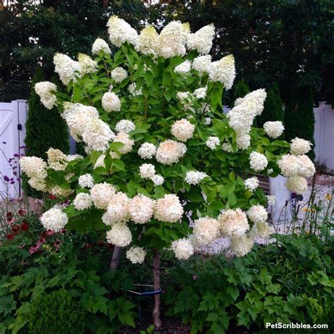 Limelight Hydrangea Tree Care And Pruning Artofit