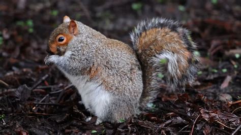 Fat Squirrels Taking Over Britains Parks Due To Mild Winter