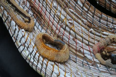 Nolan Wright Sculptural Basketry