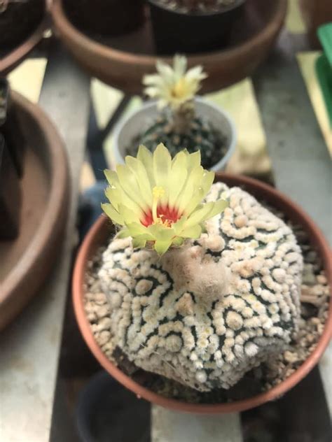 ასტრო კაკტუსი