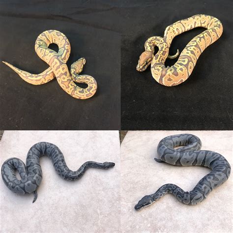 The ‘blue Ghost Project 24 By Marylandballpythons Ball Pythons