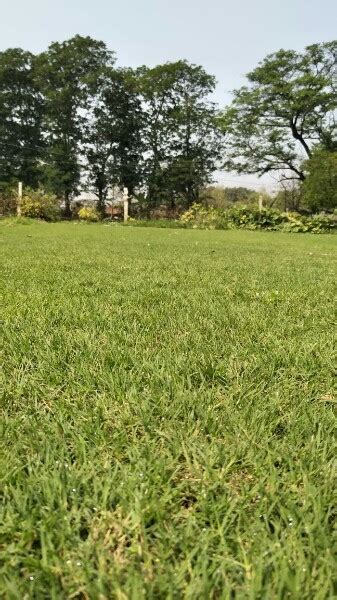 Selection Grass At Rs 5feet Natural Grass Carpet In Kolkata Id