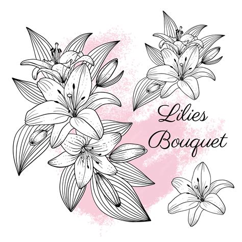 Elegant Lilies Blossom Collection Premium Vector