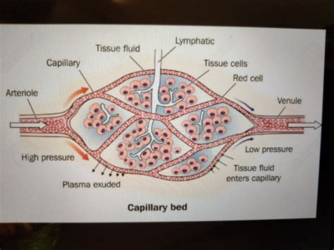 317 Exam 2 Peripheral Vascular Flashcards Quizlet