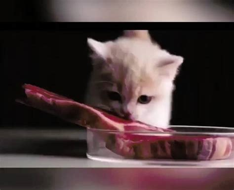 Happy Hungry Kitty Scrolller