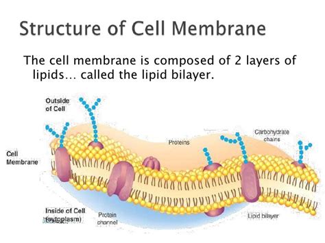 Cell Surface Membrane Diagram