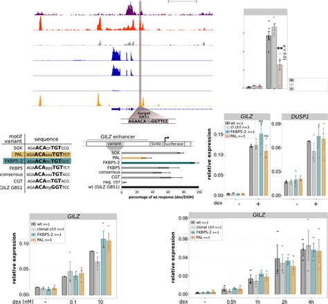 Effect Of Gbs1 Sequence Identity On Gr Dependent Gilz Activation A
