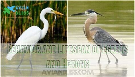 Egret Vs Heron Shocking Differences You Never Knew
