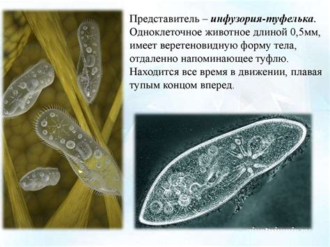 Тип инфузории 7 класс презентация онлайн