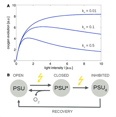 Quantifying The Inputs Of Atp And Nadph And Output Of Pi