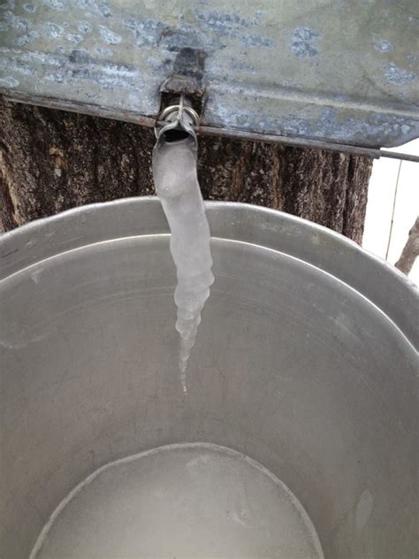 Frozen Sap Sap Frozen