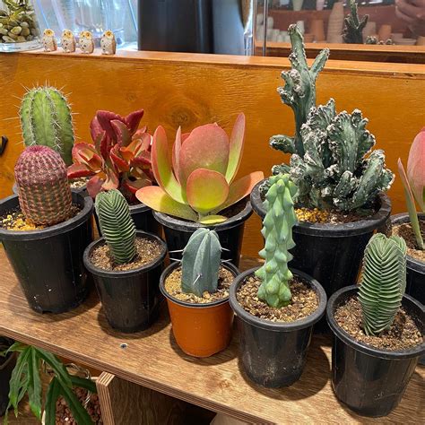느린토끼 다양한 선인장과 다육식물 입고되었습니다 조만간 예쁜 화분에 식재해 업로드 하도록 할게요🙌🙌