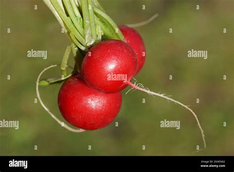Closeup Three Dutch Red Radishes With Stem With A Green Background Radish Raphanus