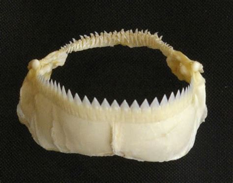 Cookiecutter Shark Teeth