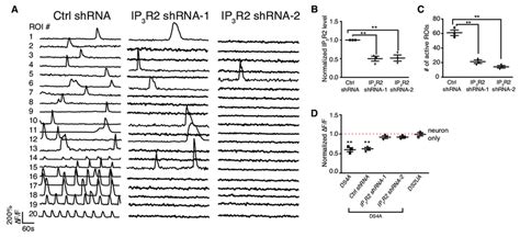 Ds Astroglial Ca 2 Fluctuations Are Regulated By Ip3r Er Pathway Download Scientific Diagram