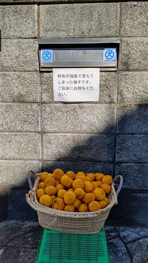 昨夜の強風で柚子がかなり落ちてしまったた みかたろうさんのモーメント Yamap ヤマップ