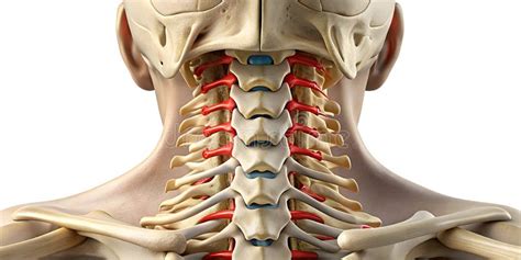Posterior View Of The Facet Joints In The Cervical Spine Stock Illustration Illustration Of