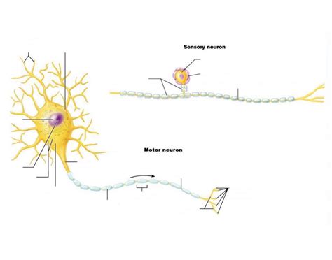 Structure Of The Nerve Cell Quiz