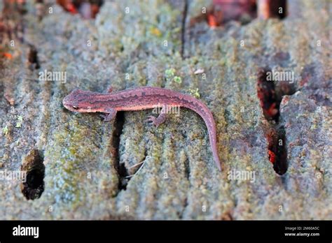 Lissotriton Vulgaris Known As The Smooth Newt Or The Common Newt An Individual Looking For A