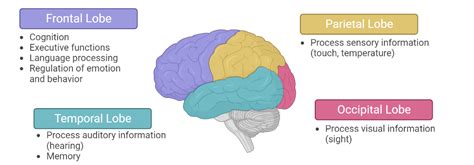 Left Temporal Lobe Function