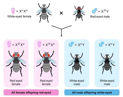 The Relationship Between Loci And Linkage That Morgan Described Is