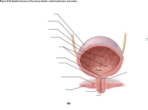 Urinary Bladder Urethral Sphincters And Urethra Diagram Quizlet