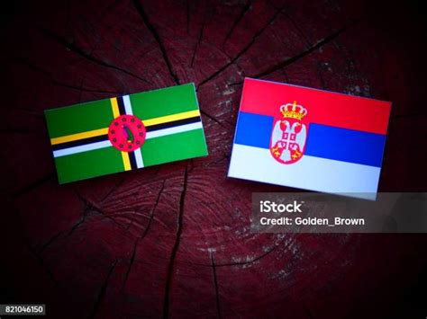 고립 된 나무 등 걸에 세르비아 플래그로 도미니카 플래그 0명에 대한 스톡 사진 및 기타 이미지 0명 Friendly