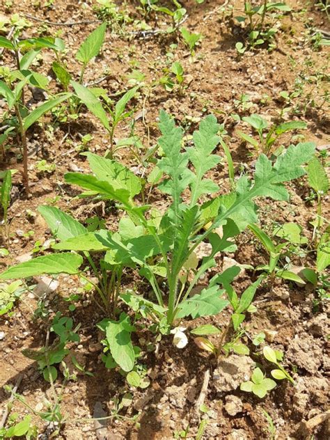 꽃양귀비 개양귀비 키우기 씨앗 파종시기 파종방법 꽃말 네이버 블로그