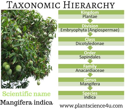 Plant Kingdom Hierarchy Riset