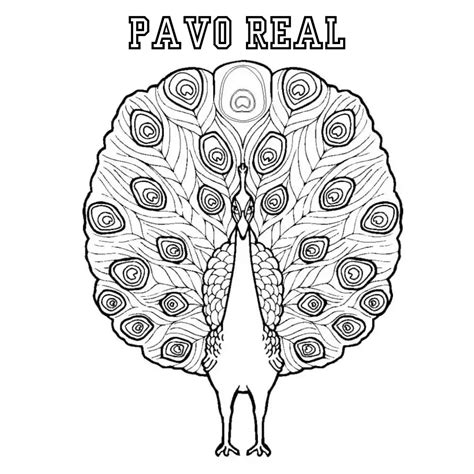 Imprimir Pavão Para Colorir