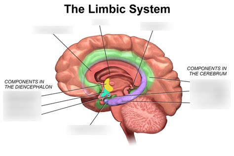 Limbic System Diagram