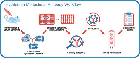 Hybridoma Monoclonal Antibody Development Leinco Technologies