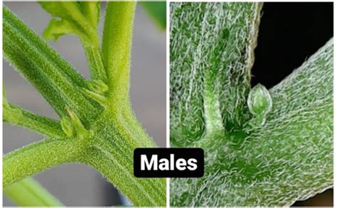 วิธีระบุเพศของต้นกัญชา Kdsriwichai Center