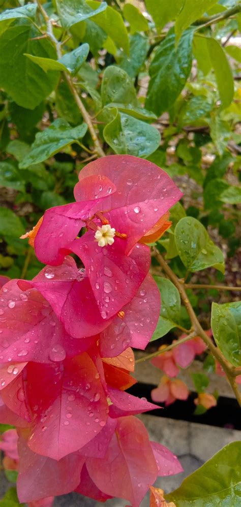 Detail Gambar Bunga Kertas Wallpaper Koleksi Nomer 4