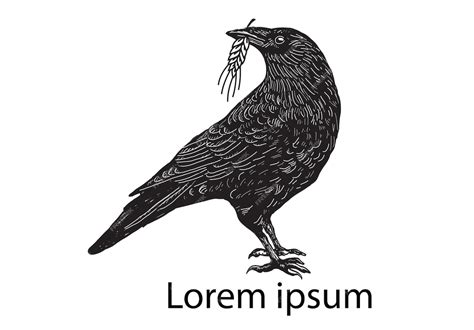 Premium Vector Crow Logo